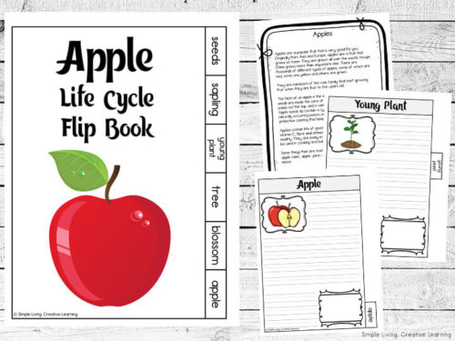 Apple Life Cycle Flip Book - Simple Living. Creative Learning