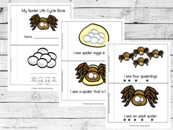 Spider Life Cycle Readers - Simple Living. Creative Learning