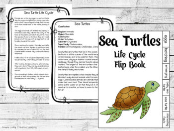 Sea Turtle Life Cycle Flip Book - Simple Living. Creative Learning