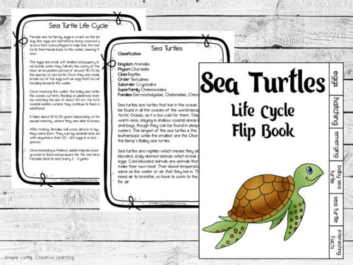 Sea Turtle Life Cycle Flip Book - Simple Living. Creative Learning