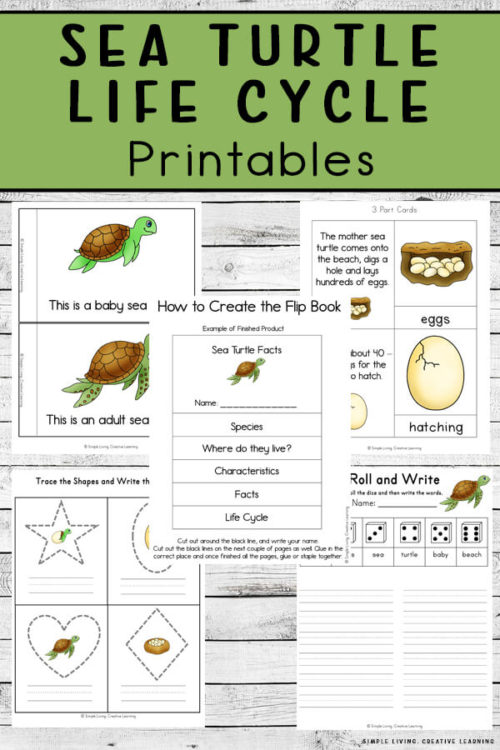 Sea Turtle Life Cycle Printables - Simple Living. Creative Learning