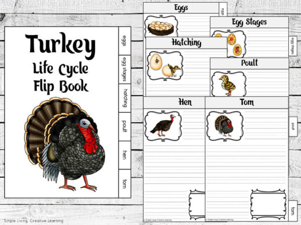Turkey Life Cycle Flip Book - Simple Living. Creative Learning