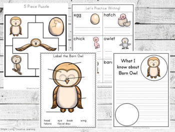 Barn Owl Life Cycle Printables - Simple Living. Creative Learning