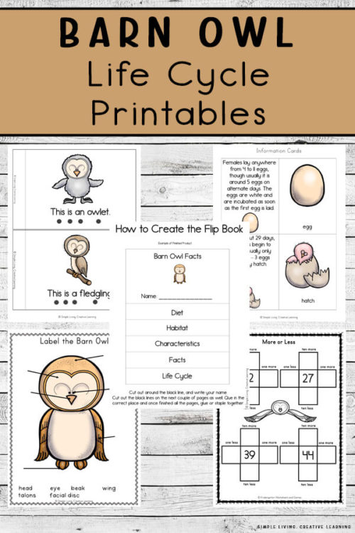Barn Owl Life Cycle Printables - Simple Living. Creative Learning