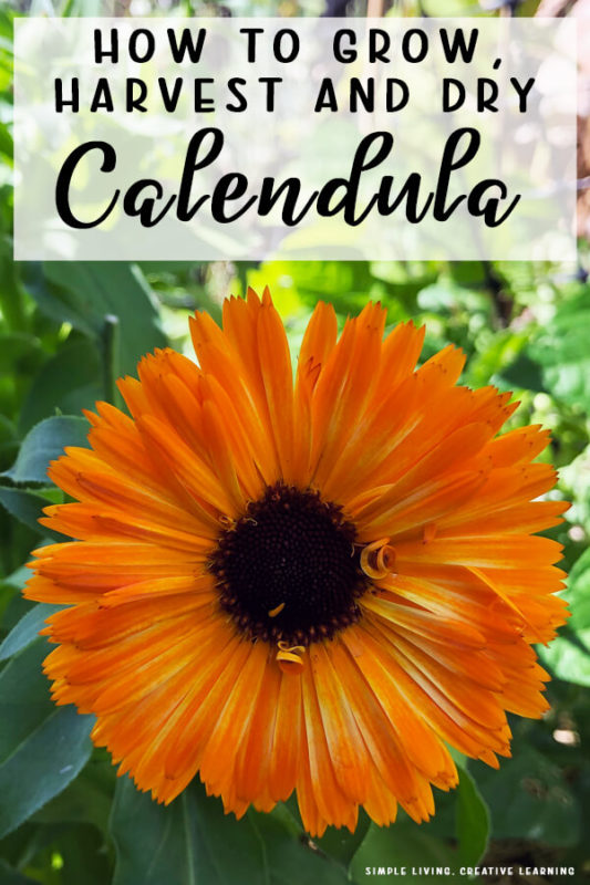 How to Grow, Harvest and Dry Calendula - Simple Living. Creative Learning