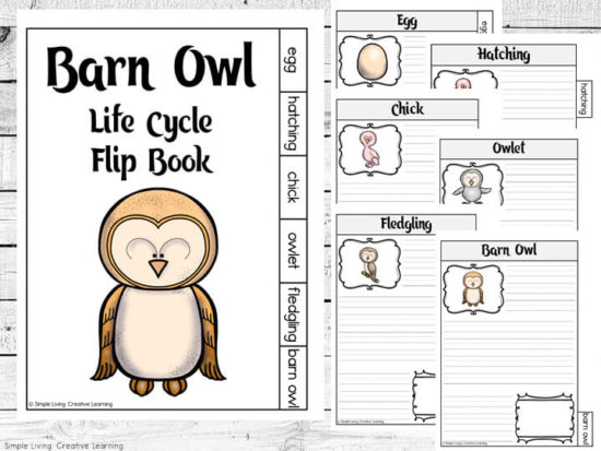 Owl Life Cycle Flip Books - Simple Living. Creative Learning