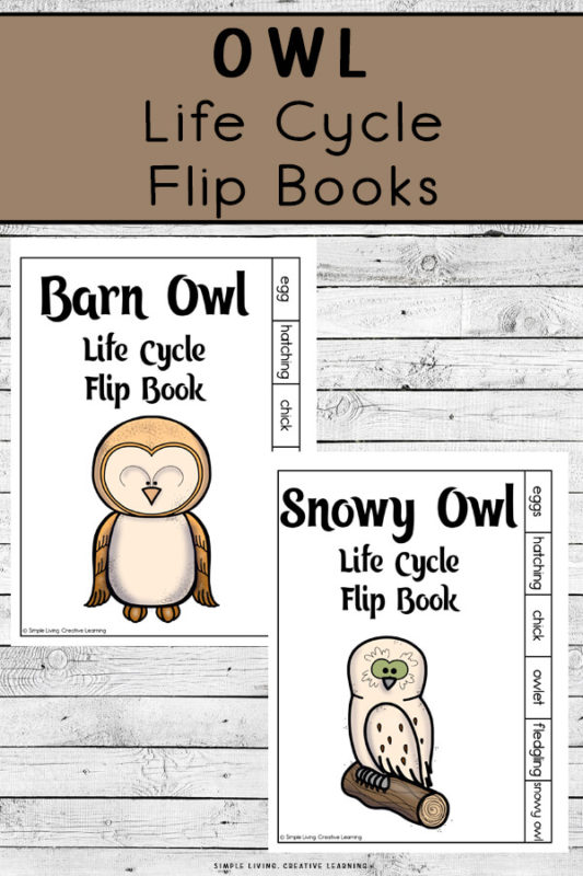 Owl Life Cycle Flip Books - Simple Living. Creative Learning