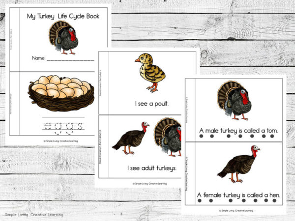 Turkey Life Cycle Readers - Simple Living. Creative Learning