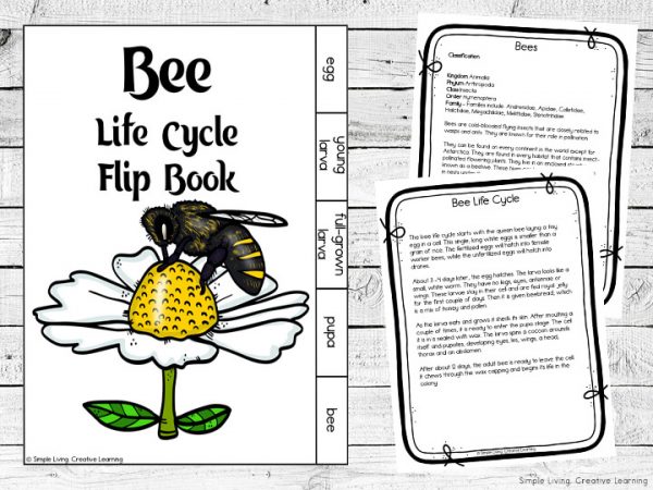 Bee Life Cycle Flip Book - Simple Living. Creative Learning