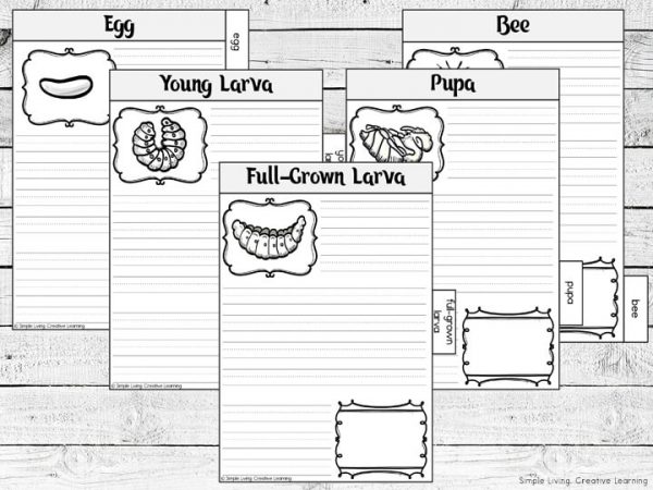 Bee Life Cycle Flip Book - Simple Living. Creative Learning