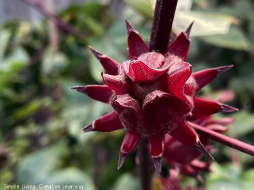 How to Grow, Harvest and Use Rosella (Hibiscus) - Simple Living ...