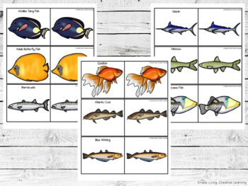 Fish Identification Cards - Simple Living. Creative Learning