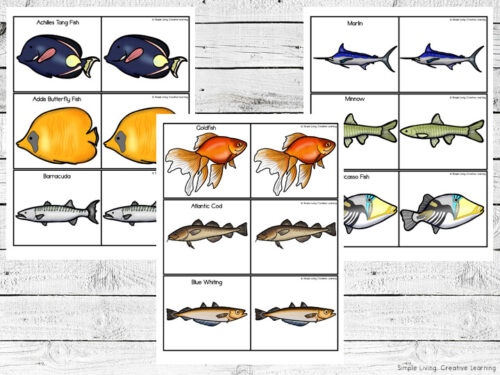 Fish Identification Cards - Simple Living. Creative Learning