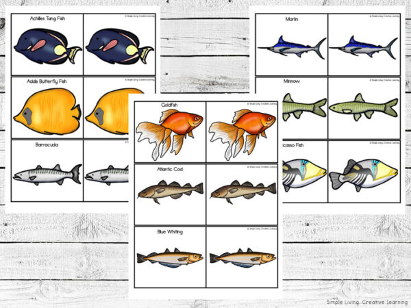 Fish Identification Cards - Simple Living. Creative Learning
