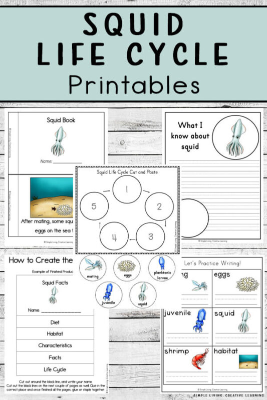 Squid Life Cycle Printables - Simple Living. Creative Learning