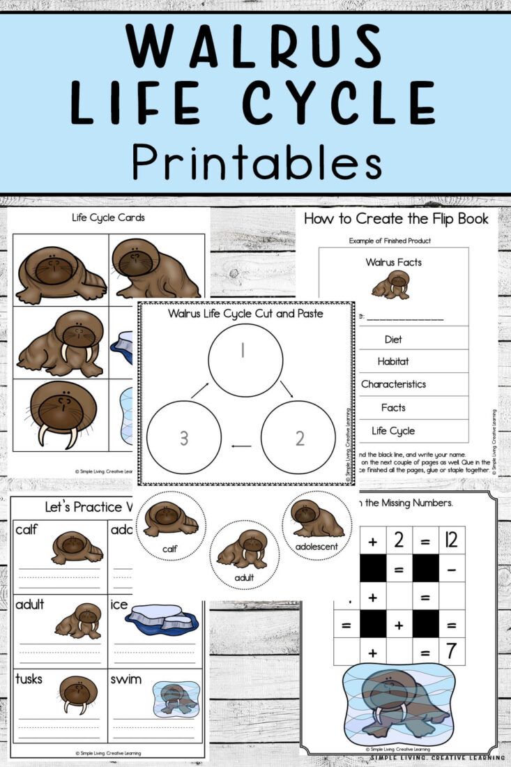 Walrus Life Cycle Printables - Simple Living. Creative Learning