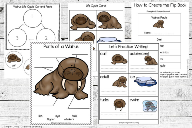 Walrus Life Cycle Printables - Simple Living. Creative Learning