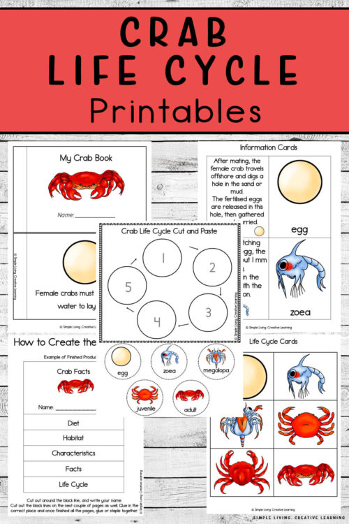 Crab Life Cycle Printables - Simple Living. Creative Learning