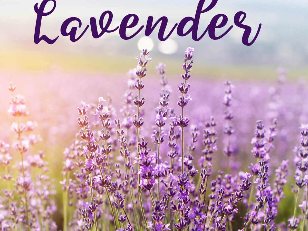 Index of /wp-content/uploads/2022/01