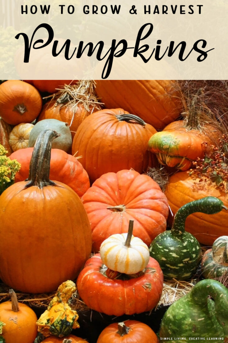 How to Grow and Harvest Pumpkins - Simple Living. Creative Learning