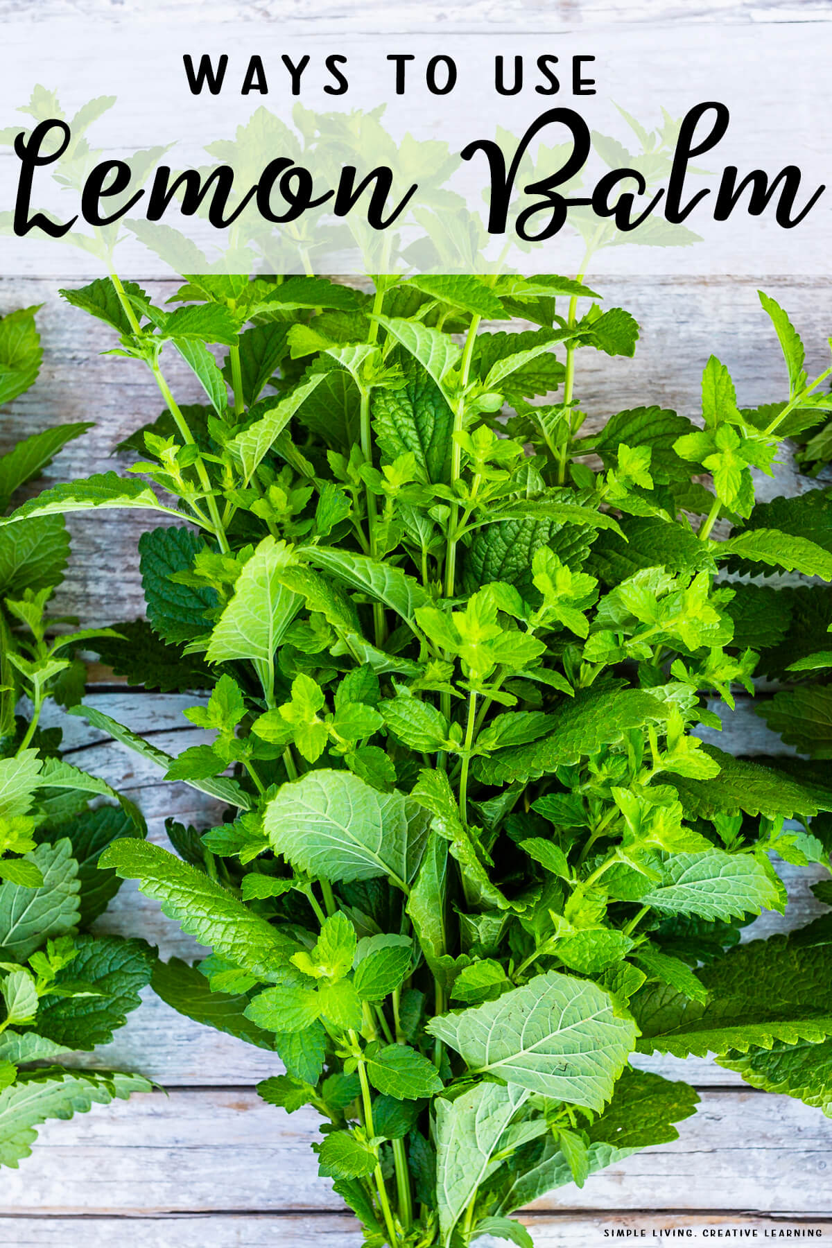 Ways To Use Lemon Balm Simple Living Creative Learning