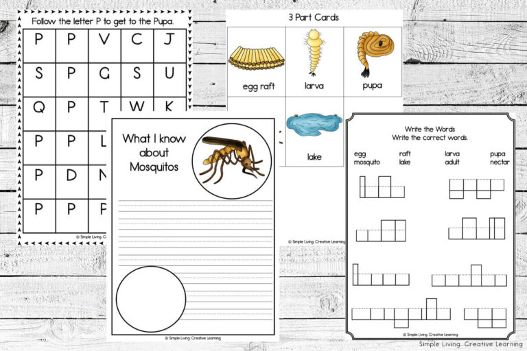 Mosquito Life Cycle Printables - Simple Living. Creative Learning