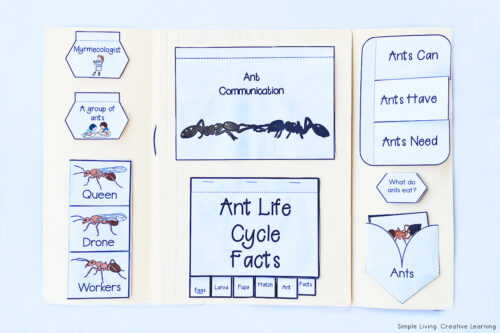 Ant Lapbook - Simple Living. Creative Learning