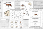 Ant Life Cycle Printables - Simple Living. Creative Learning