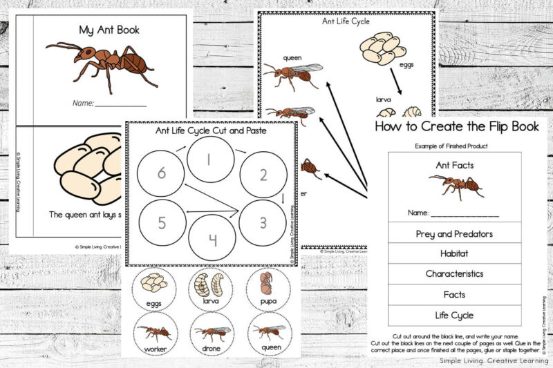 Ant Life Cycle Printables - Simple Living. Creative Learning
