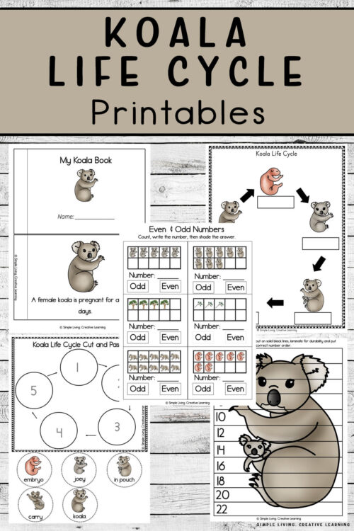 Koala Life Cycle Printables - Simple Living. Creative Learning