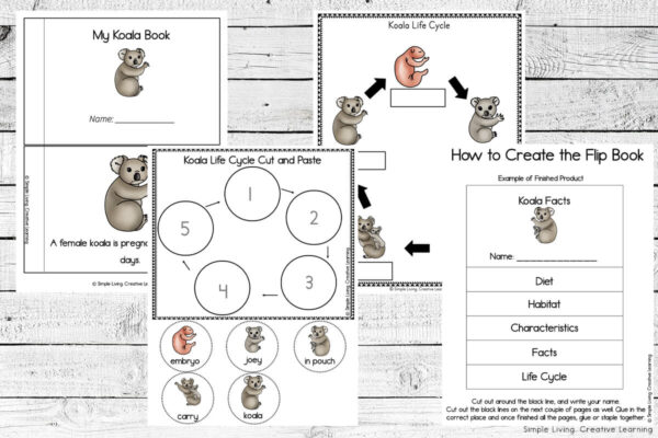 Koala Life Cycle Printables - Simple Living. Creative Learning