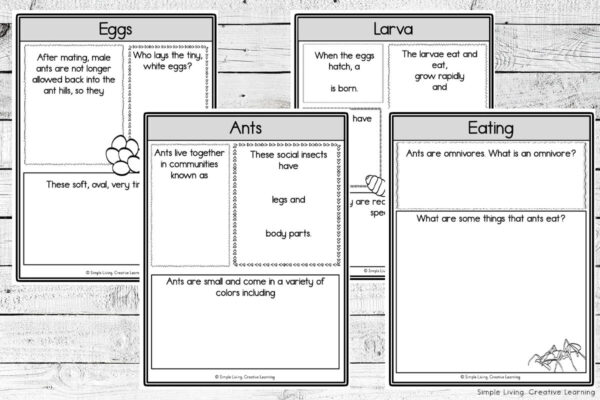 Ant Unit - Simple Living. Creative Learning