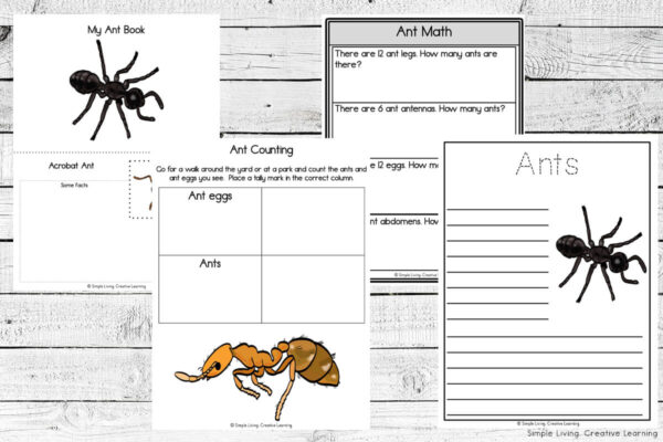 Ant Unit - Simple Living. Creative Learning