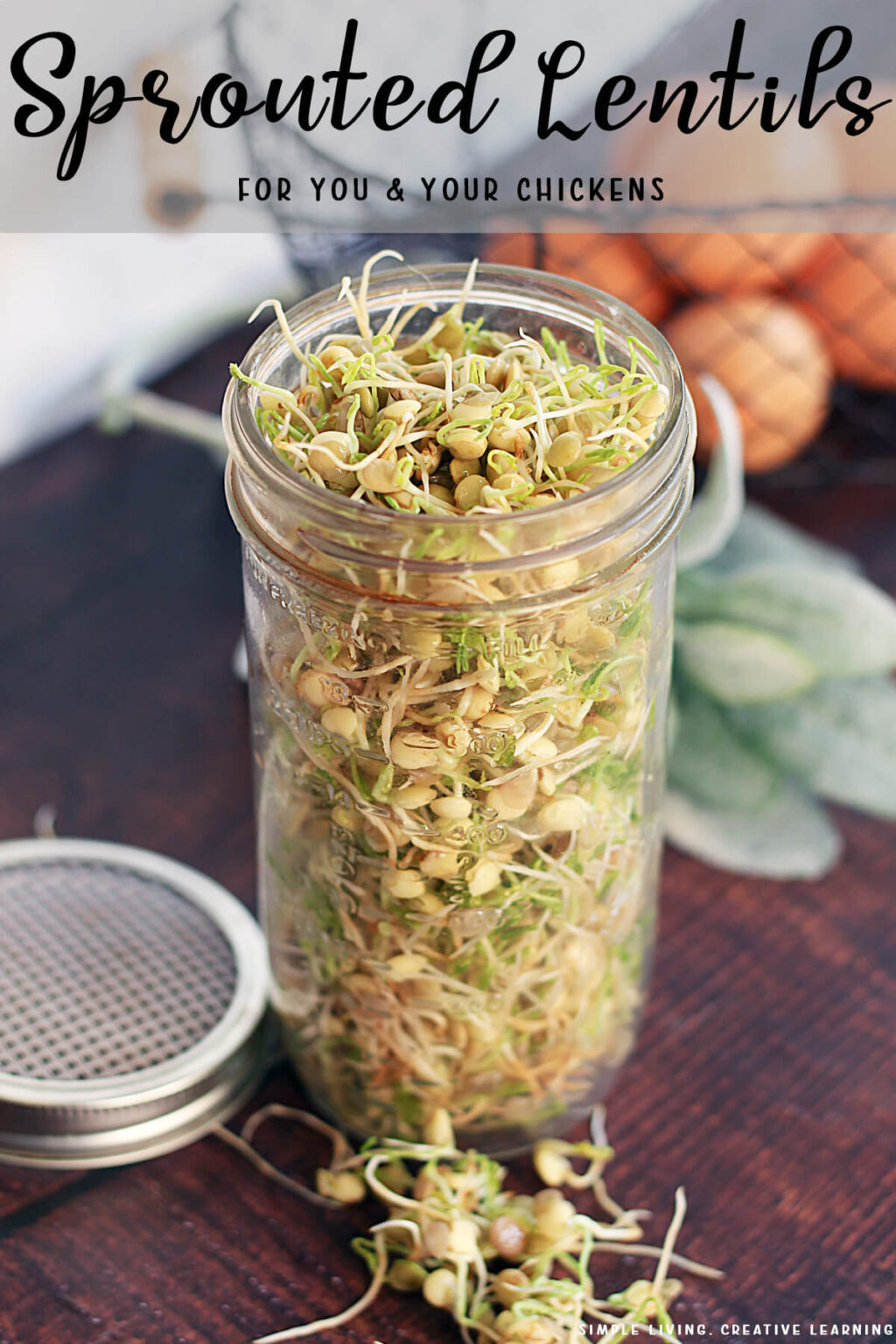 How to Sprout Lentils - Simple Living. Creative Learning