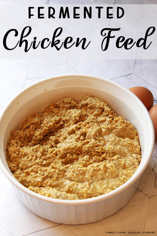 Fermented Chicken Feed - Simple Living. Creative Learning