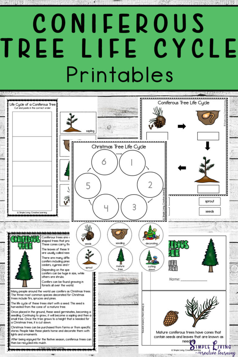 Coniferous Tree Life Cycle Printables - Simple Living. Creative Learning