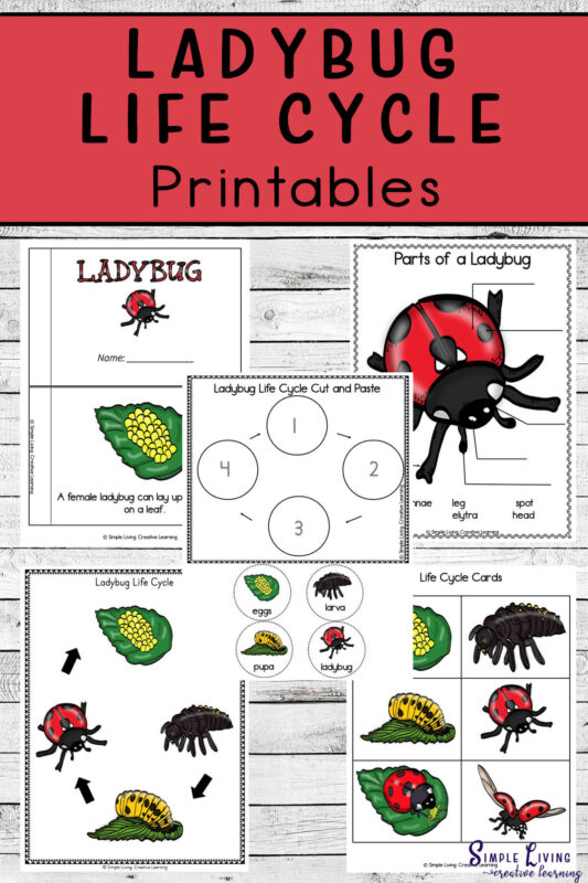 Ladybug Life Cycle Printables - Simple Living. Creative Learning