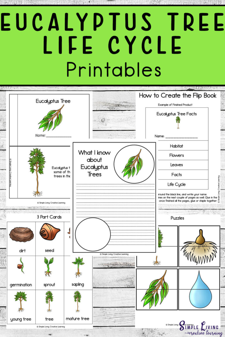 Eucalyptus Tree Life Cycle Printables - Simple Living. Creative Learning