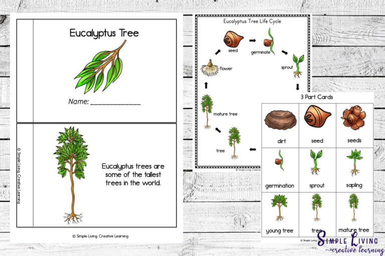 Eucalyptus Tree Life Cycle Printables - Simple Living. Creative Learning