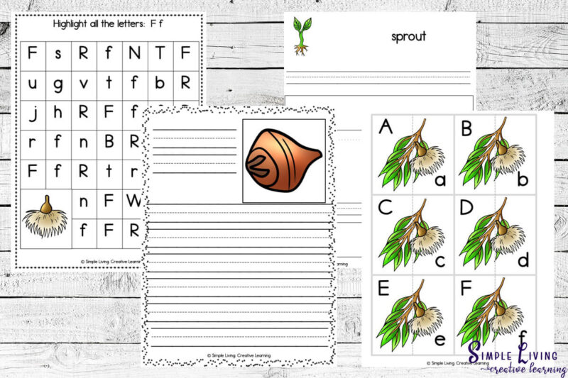 Eucalyptus Tree Life Cycle Printables - Simple Living. Creative Learning