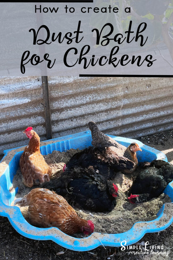 How to Create A Dust Bath for Your Chickens - Simple Living. Creative ...