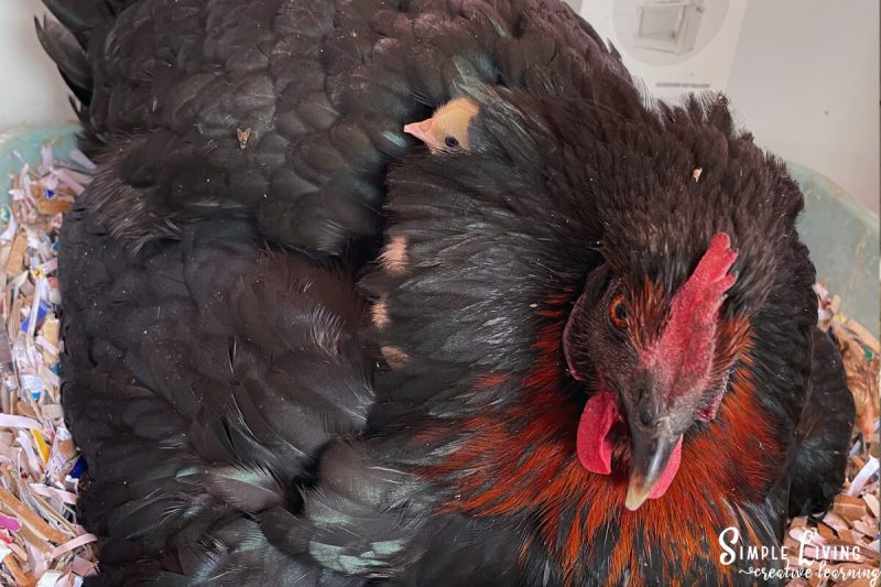 Broody Hen: What to Do - Simple Living. Creative Learning