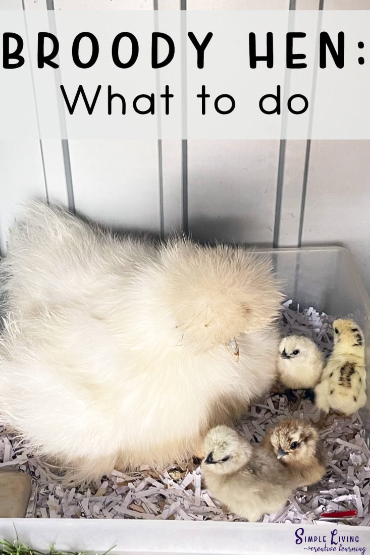 Broody Hen: What to Do - Simple Living. Creative Learning