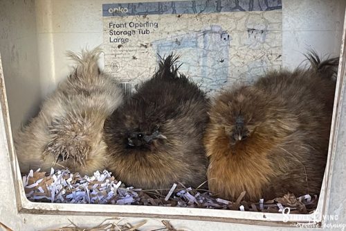 Broody Hen: What to Do - Simple Living. Creative Learning