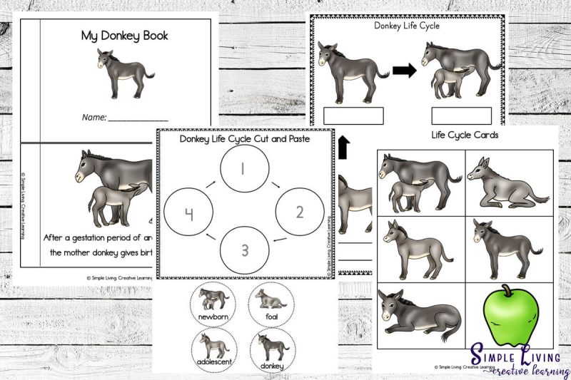 Donkey Life Cycle Printables - Simple Living. Creative Learning