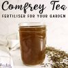 Homemade Comfrey Tea {Fertiliser for your Garden} - Simple Living ...