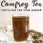 Homemade Comfrey Tea {Fertiliser for your Garden} - Simple Living ...