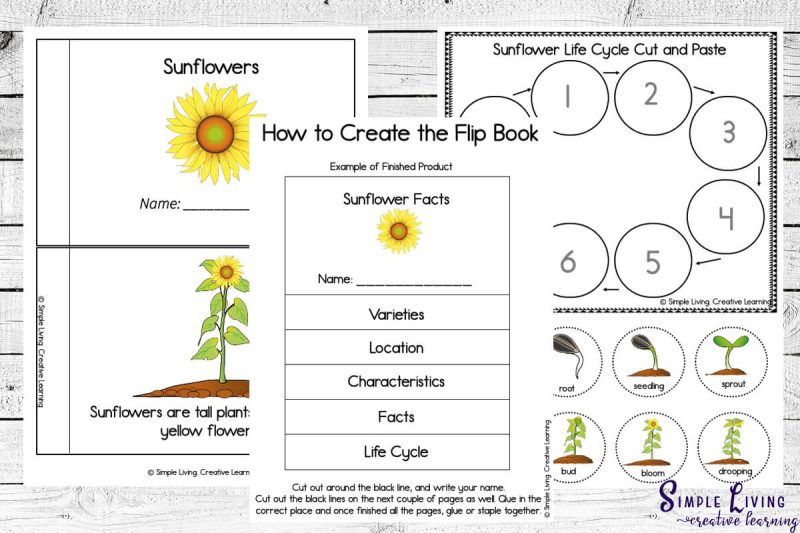 Sunflower Life Cycle Printables - Simple Living. Creative Learning