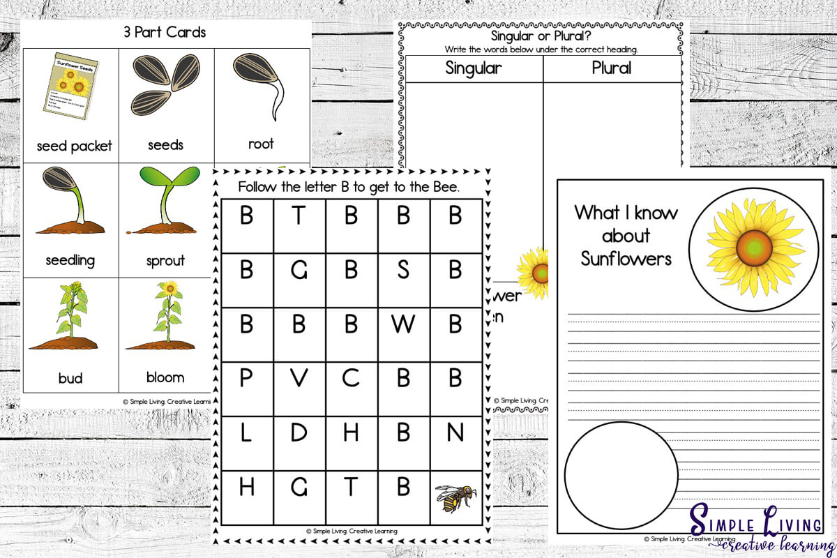 Sunflower Life Cycle Printables - Simple Living. Creative Learning