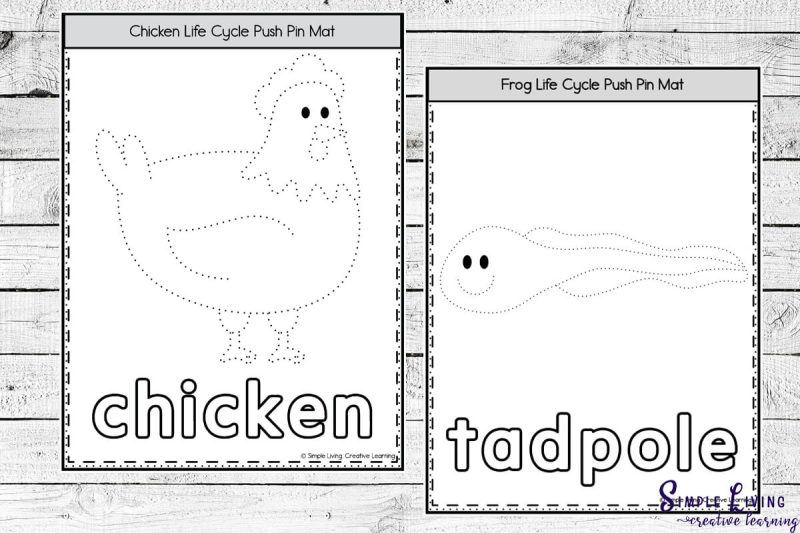 Animal Life Cycle Mats - Simple Living. Creative Learning